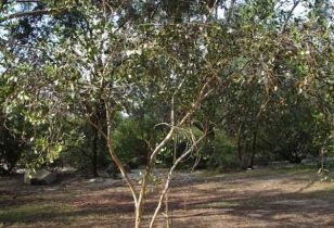 Australian Native Trees - Abben Art | Garden Design & Landscaping ...
